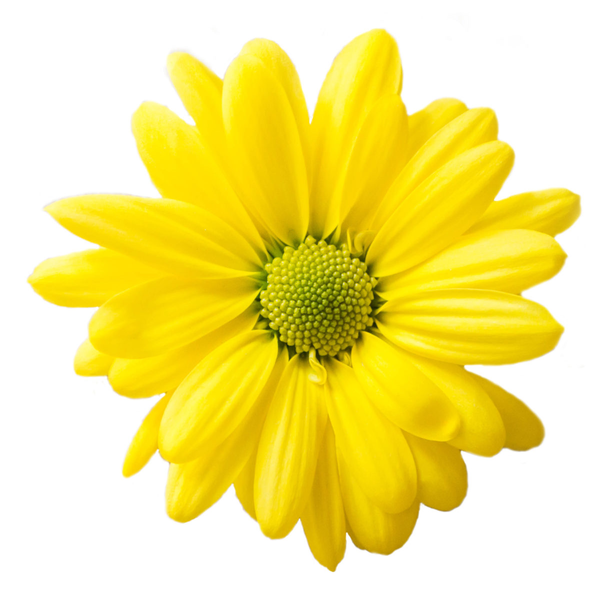 Choose and Send Meaningful Get-Well Blooms: a How-To Guide - Gordon Boswell
