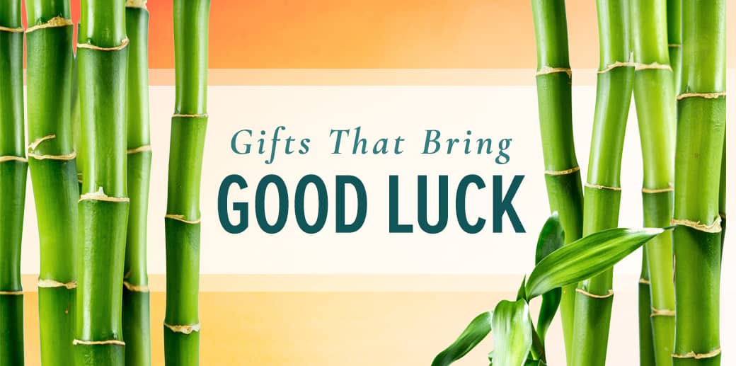 Attract Fortune & Luck with These Flowers and Plants - Gordon Boswell